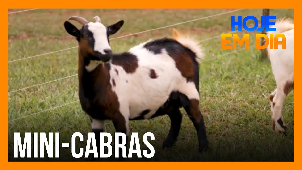 Julinho Casares visita uma criação de mini-cabras na cidade de Tatuí ...