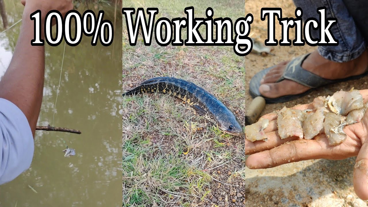 How To Catch Snakehead Murrel Fish||100% Successful Trick To Catch ...