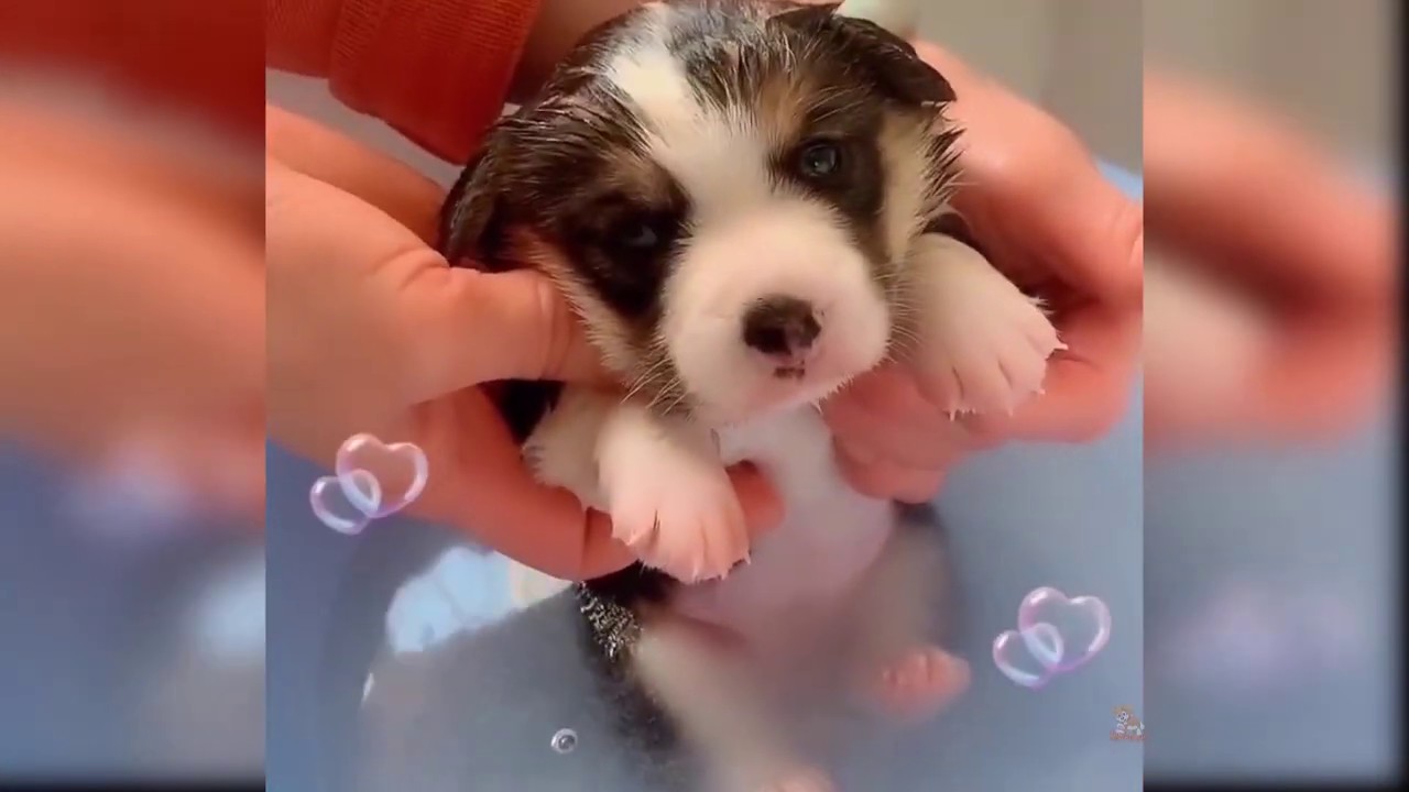 Top Moment Funny Cat & Dog Vines compilation #2 - YouTube