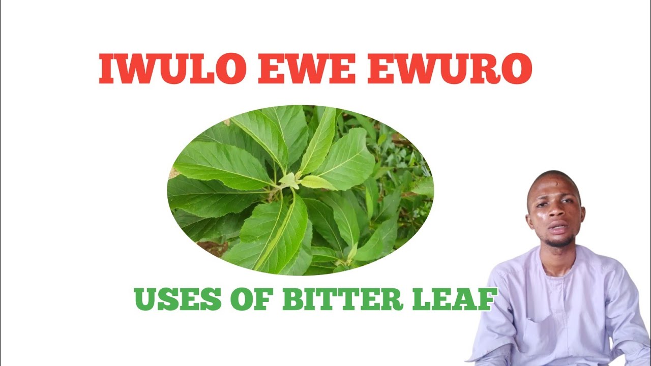 IWULO EWE EWURO LEAF @Dromoodoagbatv #bitterleaf - YouTube