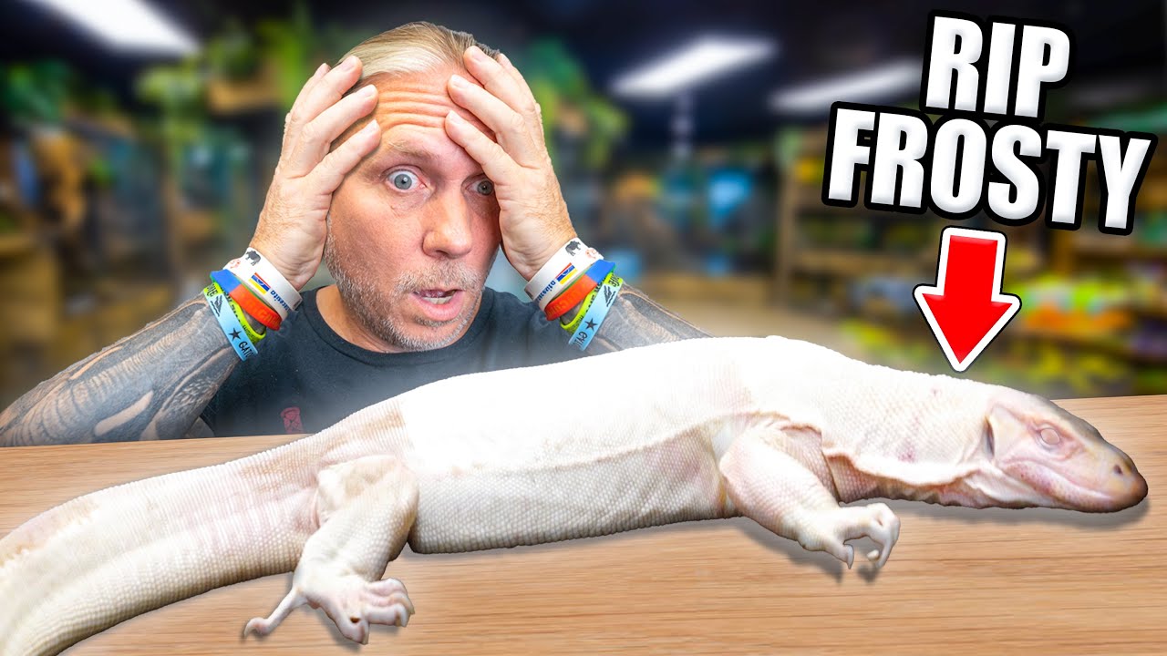 My Rare Giant White Lizard Died.. - YouTube