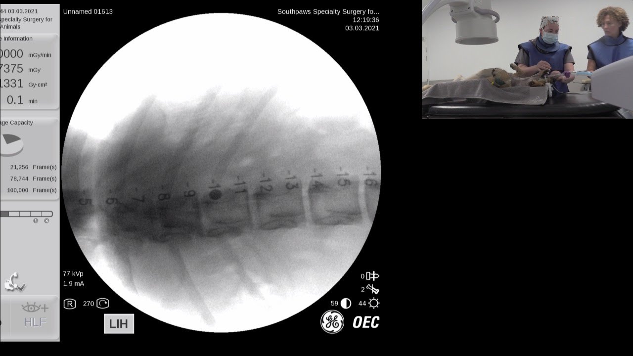 Live stream - Transjugular coiling of intrahepatic shunt in a Dog - YouTube