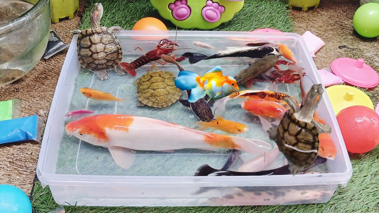 Unboxing Ikan hias, ikan cupang, Ikan Lele, ikan Koi, ikan Memphis ...