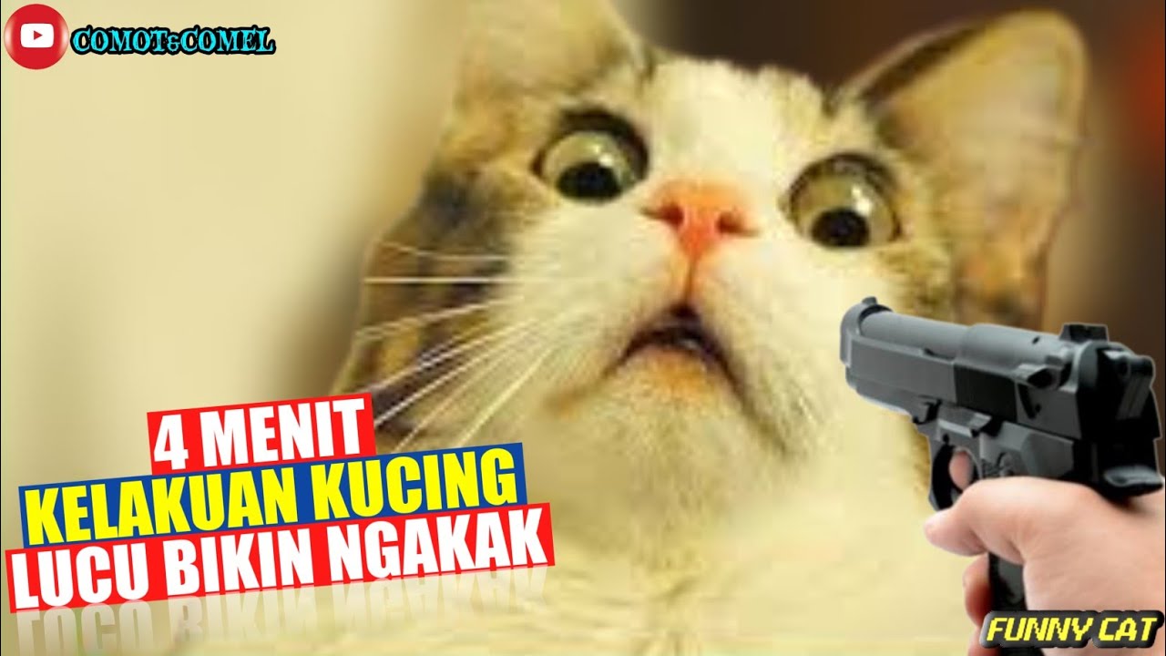 KOPLAK‼️VIDEO KUCING LUCU BANGET YANG PERNAH ADA PART 4 - YouTube