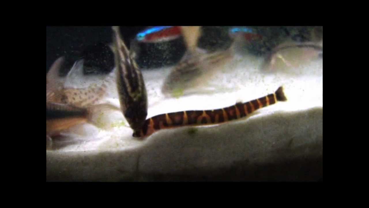 cute kuhli loach - YouTube