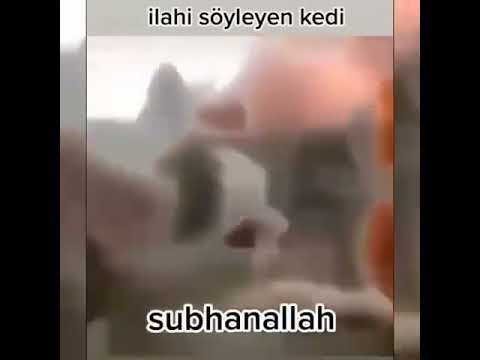 İlahi Söyleyen Kedi! #shorts #komikvideo #karamizah