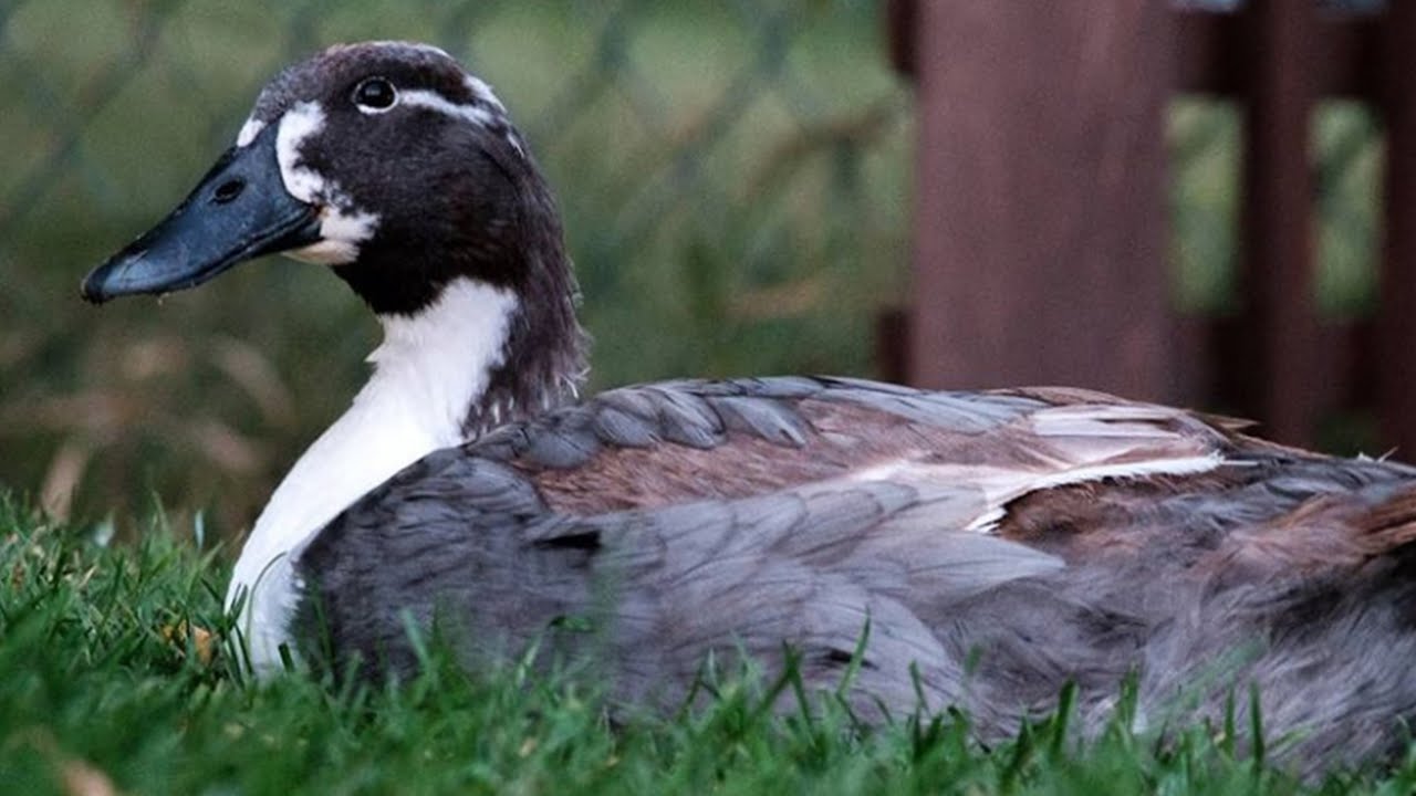 Swedish Blue Duck | Blue Ducks | Funny Duck - YouTube