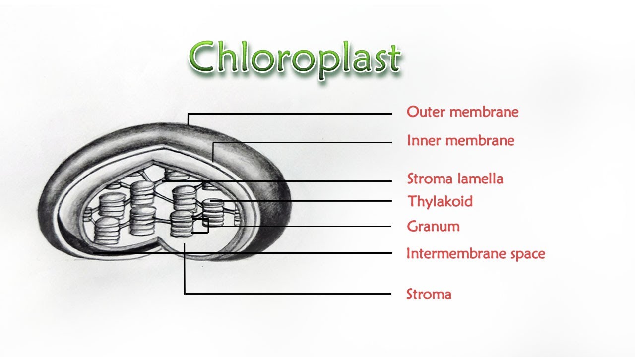 Simple Chloroplast Diagram Labeled