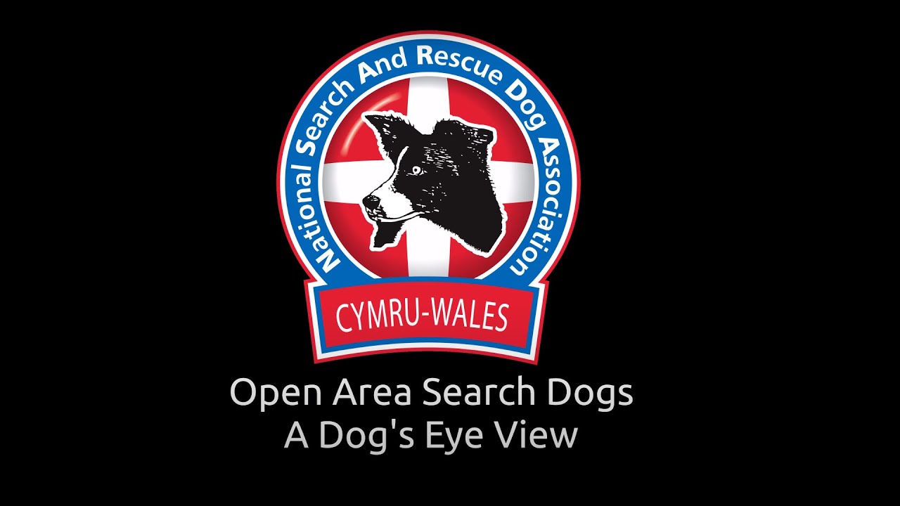 Open Area Search Dogs - A dog's eye view - YouTube