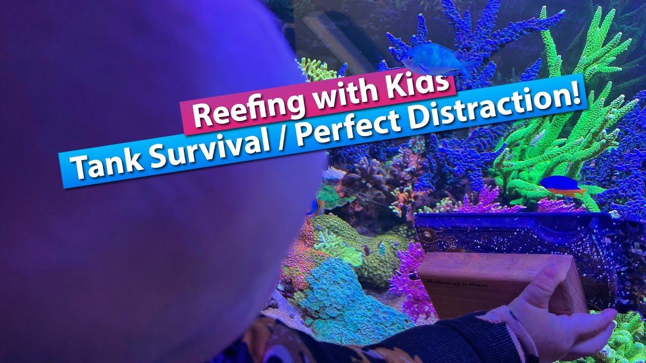 Reefing with Kids - Baby Tank Survival! and the perfect distraction ...