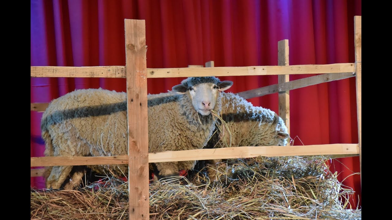 Obra La Vida en el Redil - YouTube