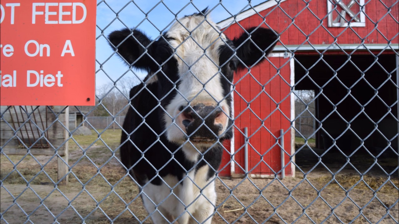 Holtsville Zoo/Ecology Center - YouTube