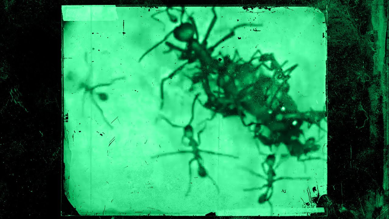 Army Ants - YouTube