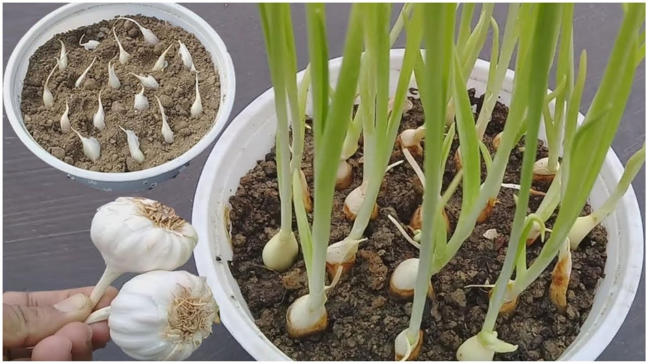How to grow Garlic ? lahsun kaise ugaye. - YouTube