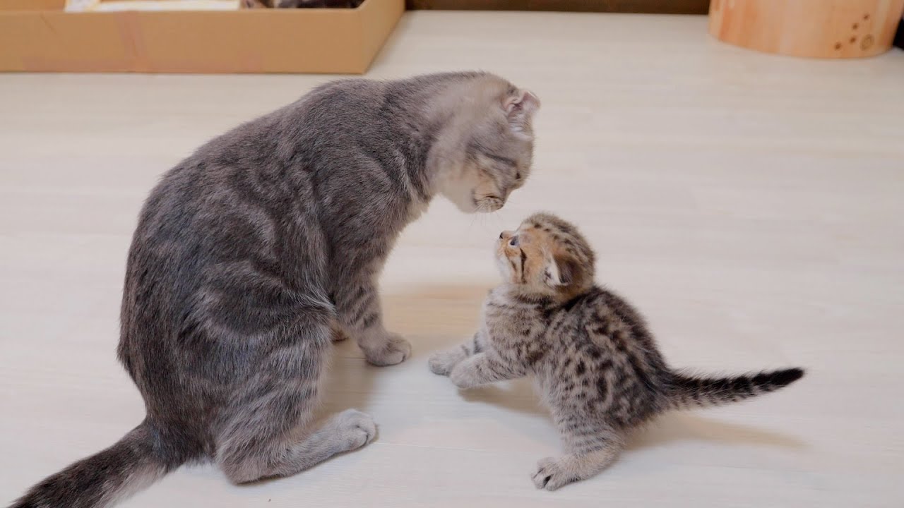 “Go to sleep! A cute kitten who rebels against his mother and attacks her, only to get hit back ...