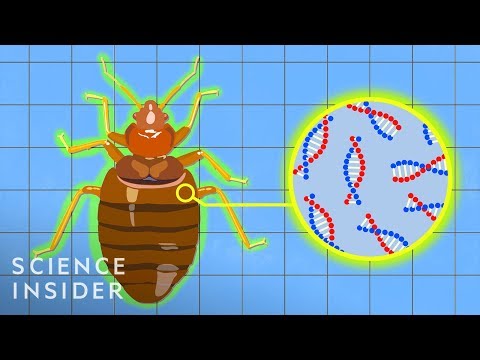 Why Bed Bugs Are So Hard To Kill