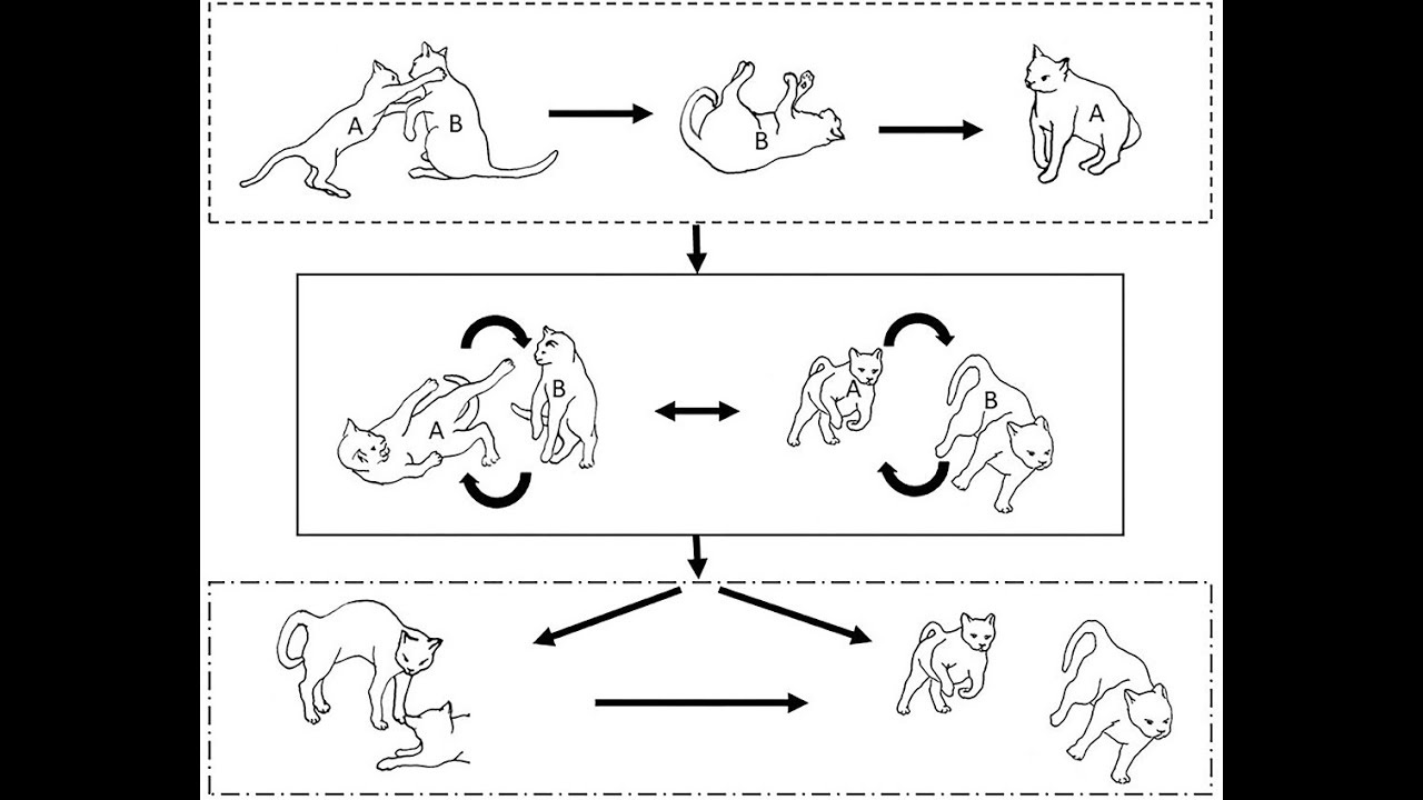understanding interactions between cats - YouTube