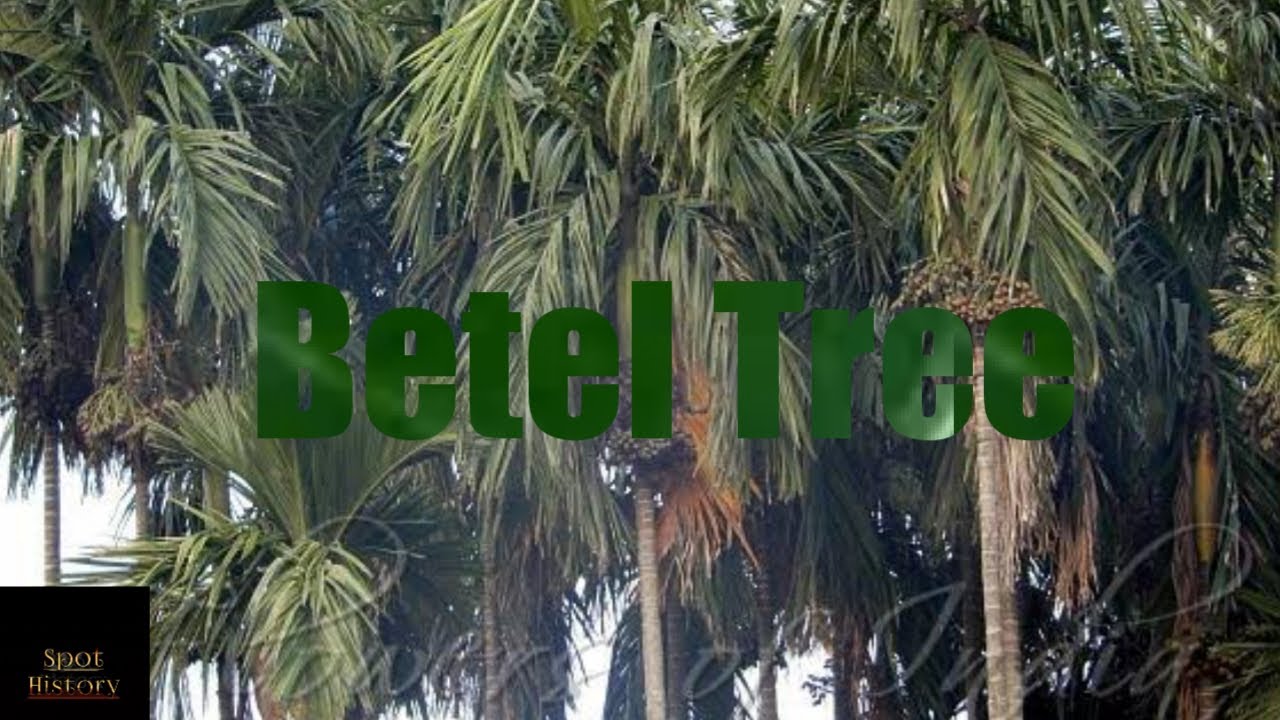 Betel tree - YouTube