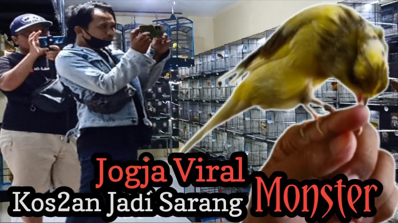 Ngrampok Kenari Rasmi Rasa Ys Simpanan Bekti Aviary Jogja - YouTube
