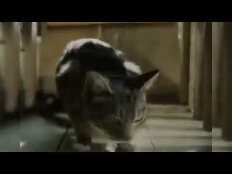 puzzle box experiment by E L Thorndike - YouTube