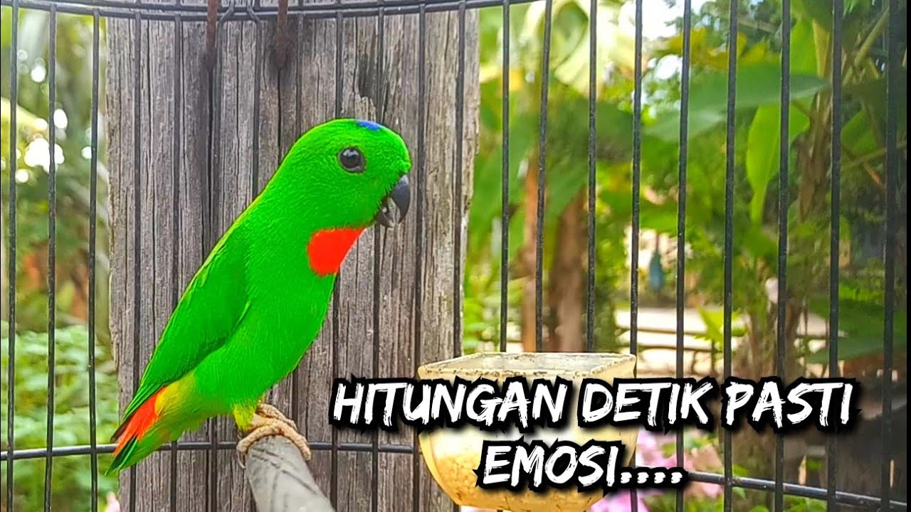 BURUNG SERINDIT MANA YANG TIDAK YAUT SEKALI DENGAR SUARA SERINDIT ...