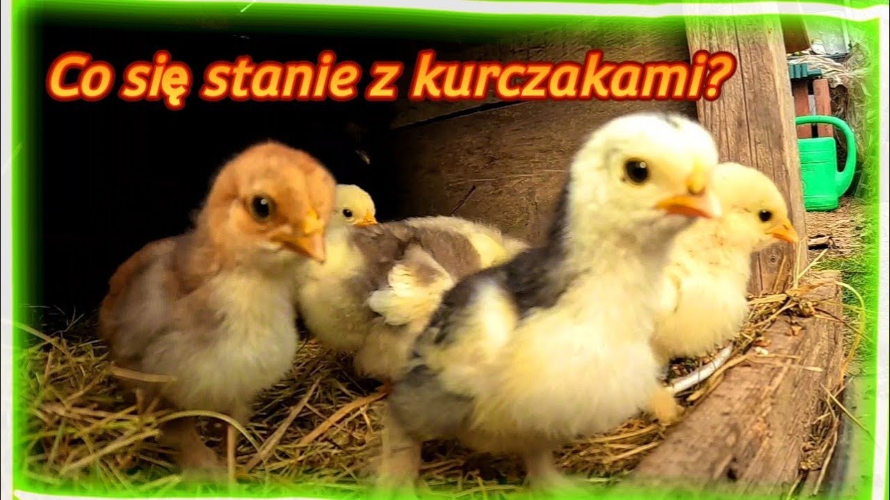 Czy kwoka i kurczaki mogą być z resztą stada? Co się stanie z ...