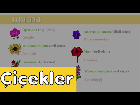 Rusça'da Çiçekler | Rusça