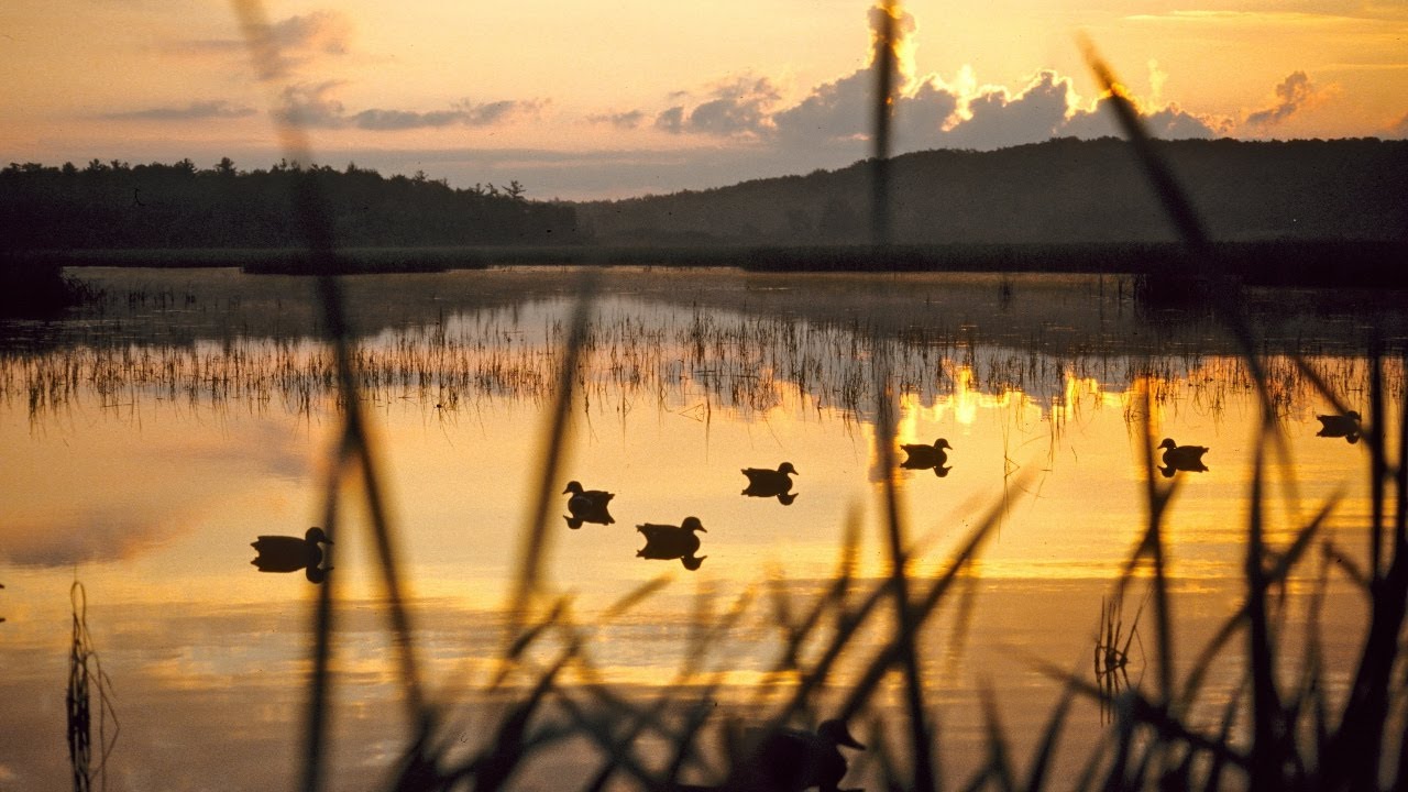 Native bird hunting report released - YouTube