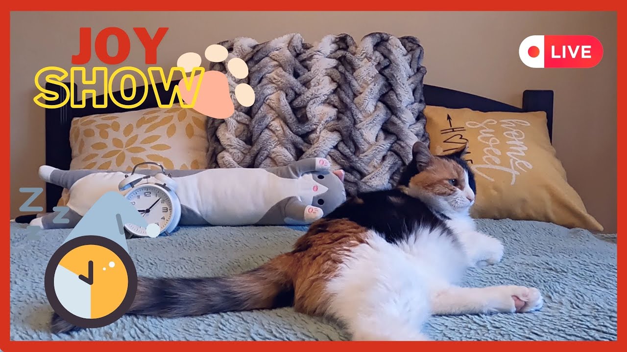 2023 Joy Show (No Music): My Cat Joy's Purring to Help You Relax and De ...