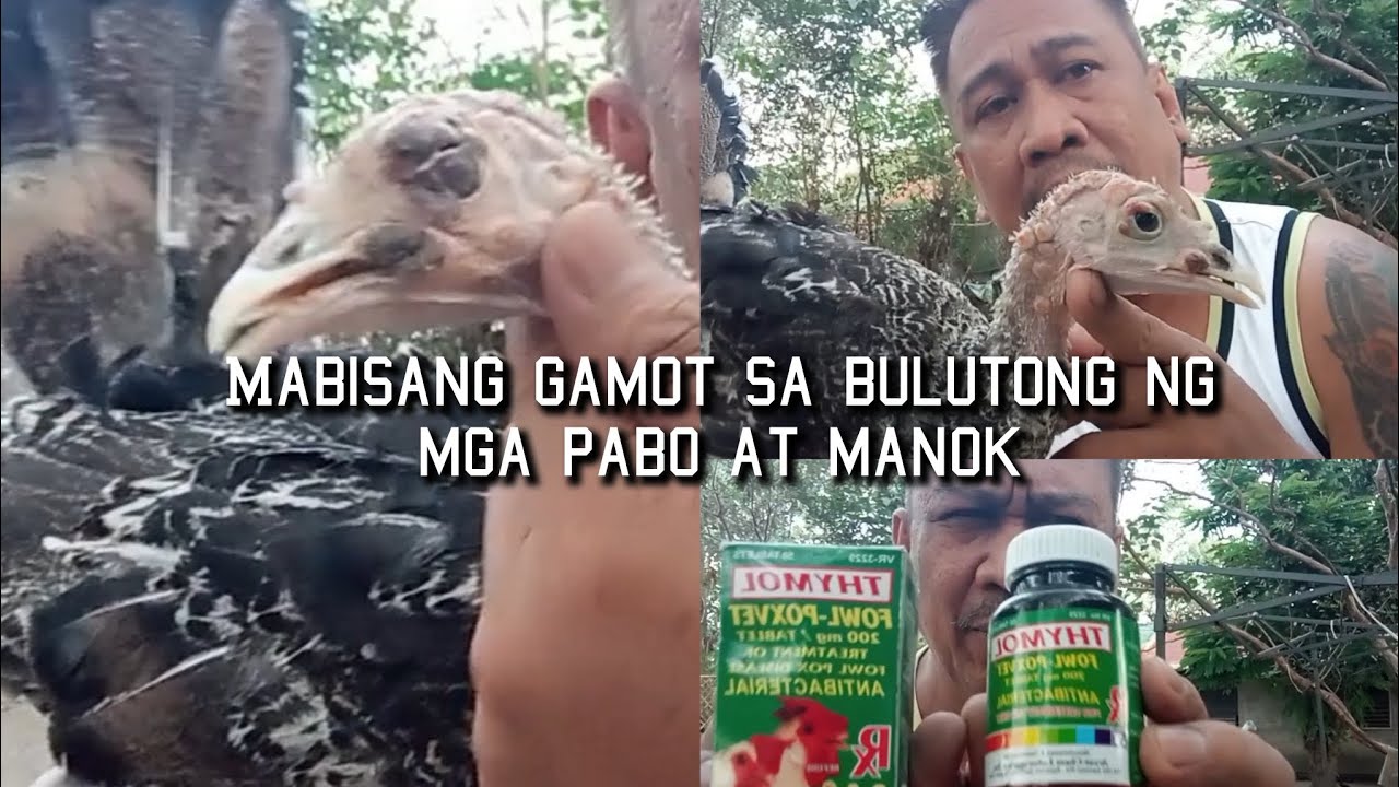 mabisang gamot sa bulutong ng pabo | kabackyard - YouTube