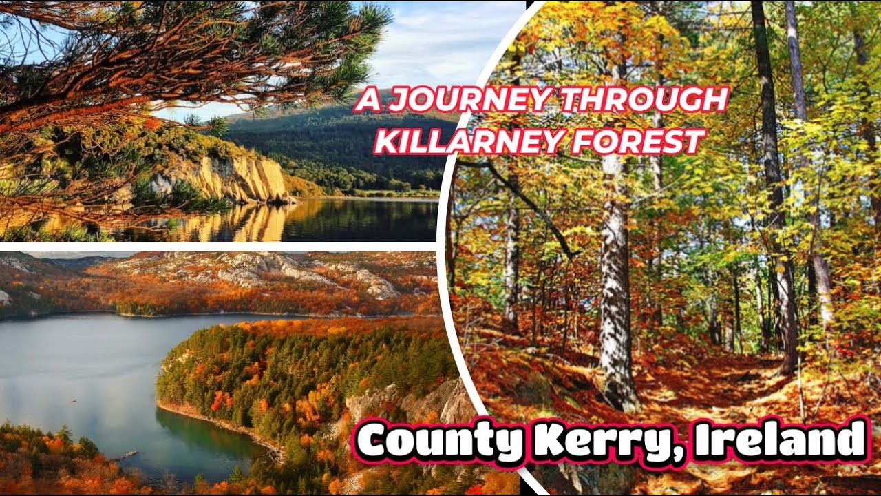 The Hidden Wonders of Killarney Forest | A Journey Through Ireland’s ...