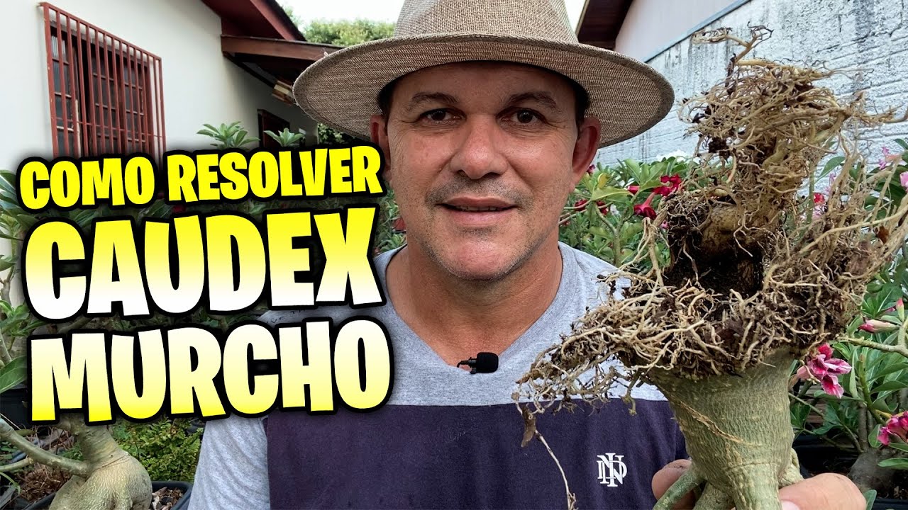 [CAUDEX MURCHO] Entenda porque sua ROSA DO DESERTO fica com o caudex ...