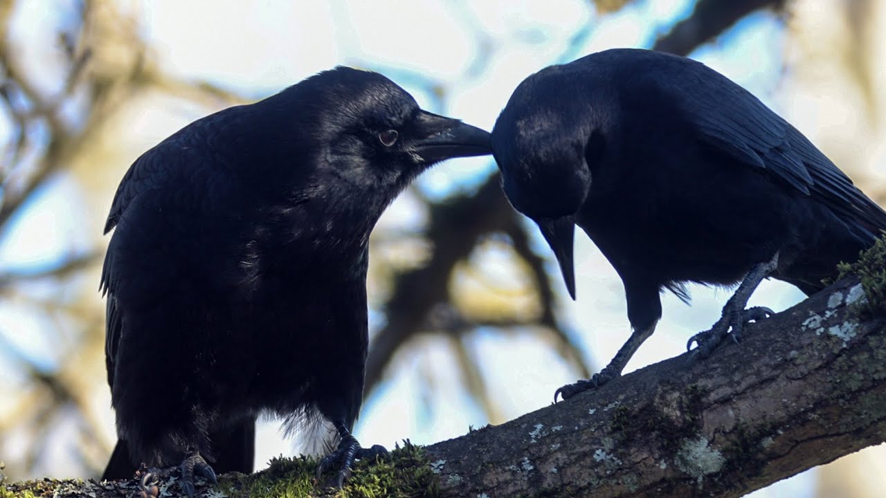 And Then There Were 2, Sweet Crow Mates - YouTube