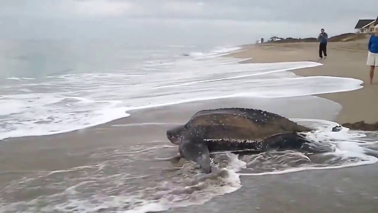 The Biggest TURTLE ever seen!!! - YouTube