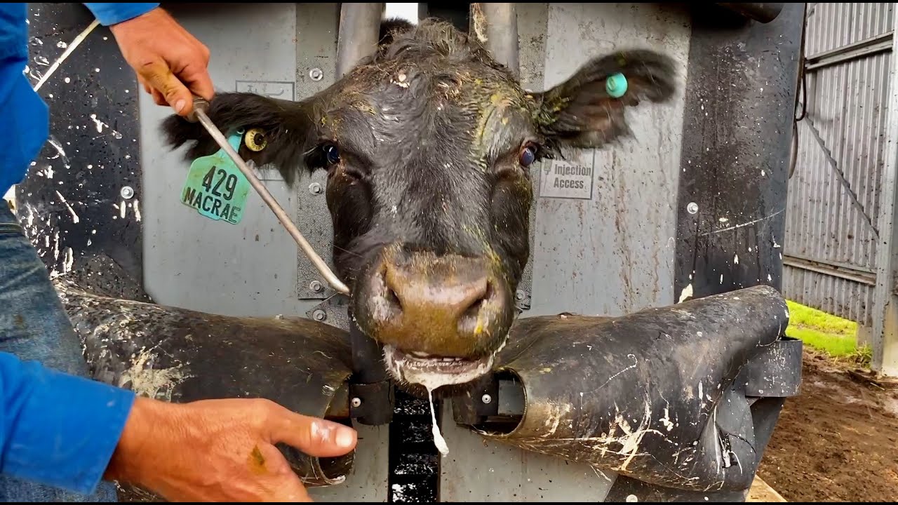 Drenching and mouthing cattle in a Silencer Hydraulic Crush. - YouTube