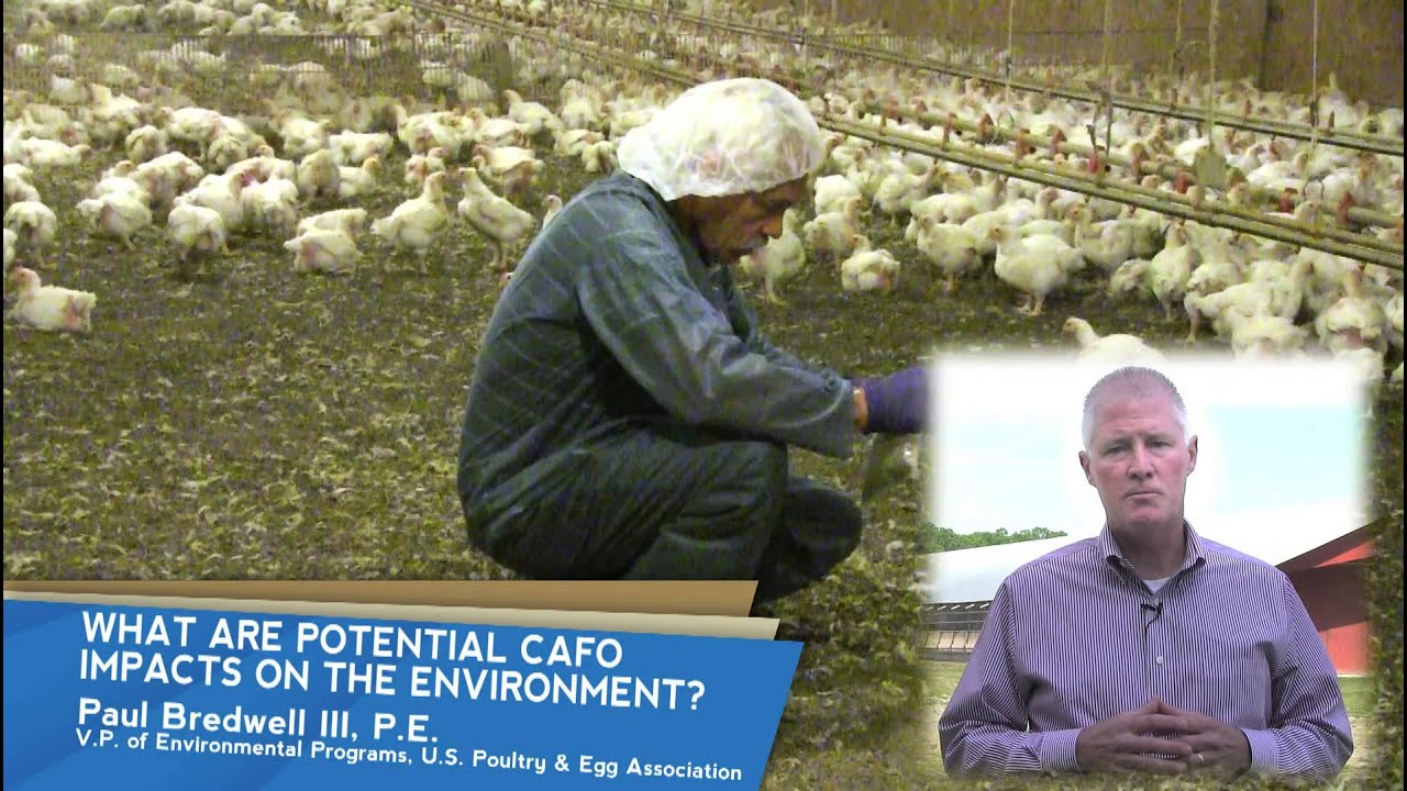 Poultry Insight: What are Potential CAFO Impacts on the Environment ...