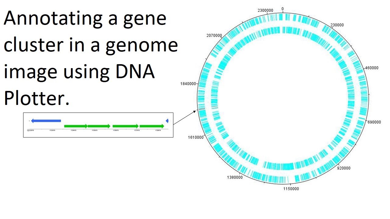 Labelling gene clusters using Artemis's DNAPlotter software. - YouTube