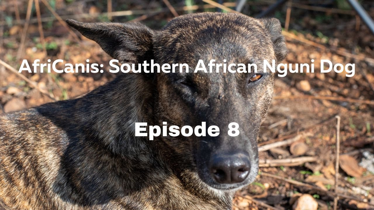 AfriCanis: The Southern African Nguni dog Ep8 | Greyhound type ...