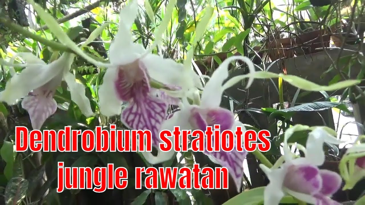 Anggrek Dendrobium stratiotes jungle rawatan - YouTube