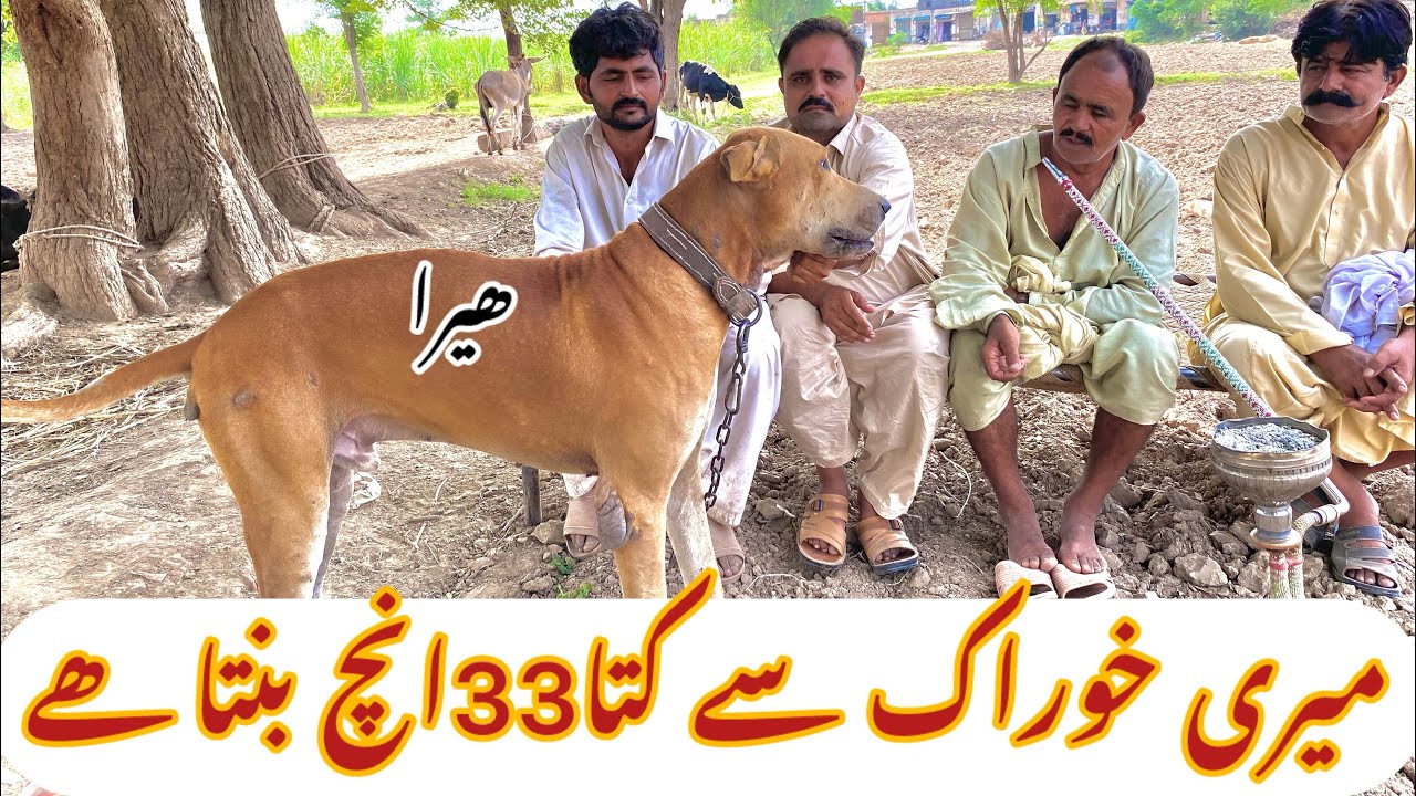 Pakistani bully dog/famus dog/interview Mukhtar Maken shab/بولی کتوں کے ...