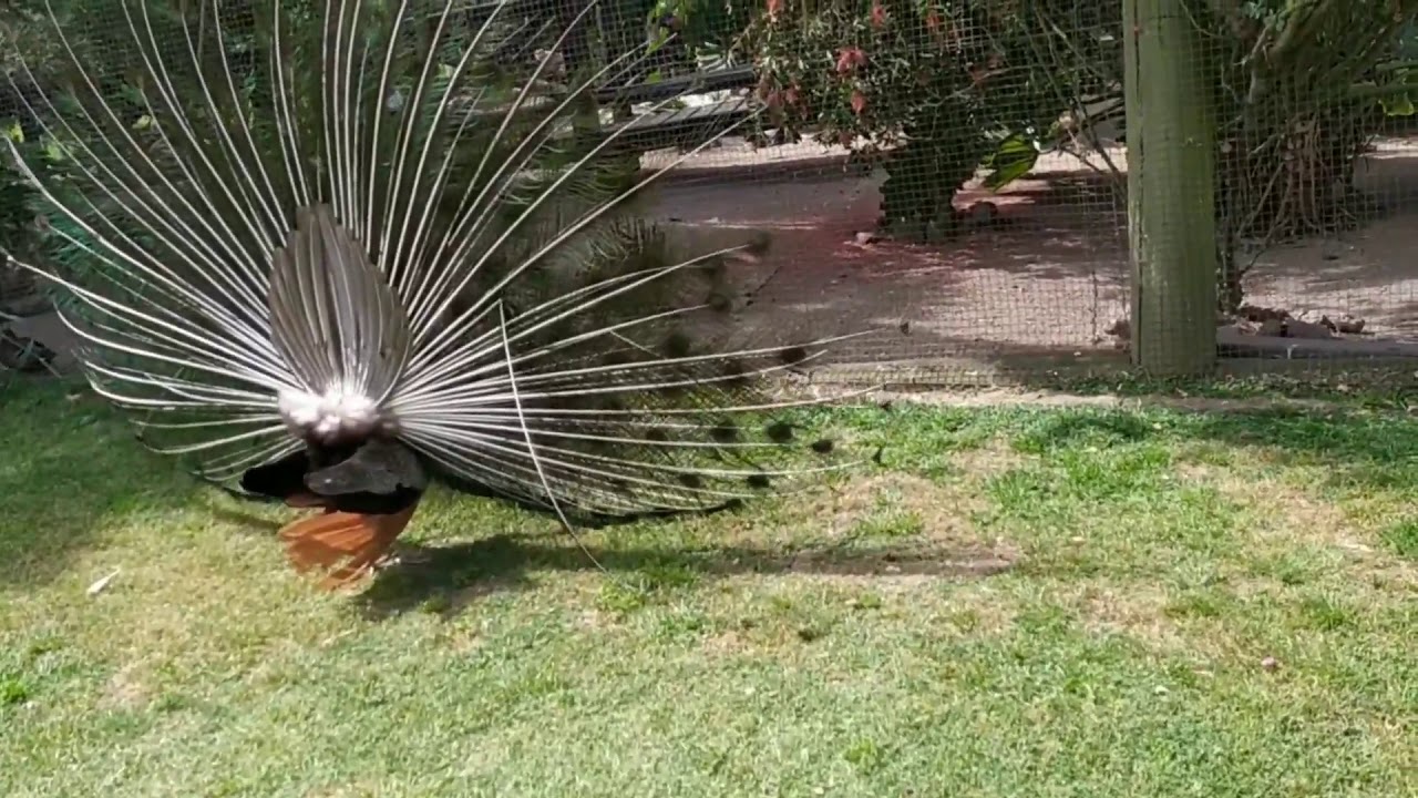 Eco Parque Talice, noviembre 2019 - YouTube