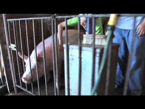 Dirty Jobs: The Farm - YouTube