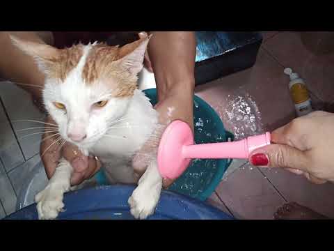 Mandi mandi anak bulu ku (kucing)