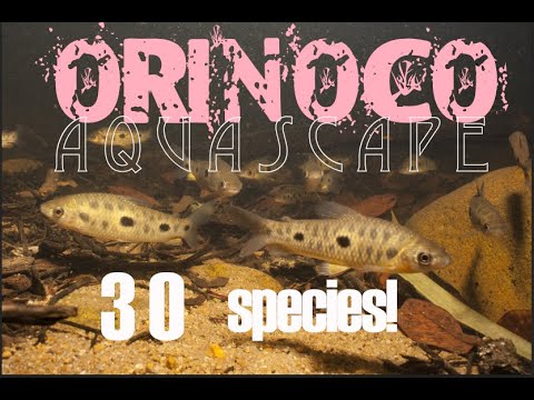 Orinoco Aquascape in nature - 30 species fish community - Farlowella ...