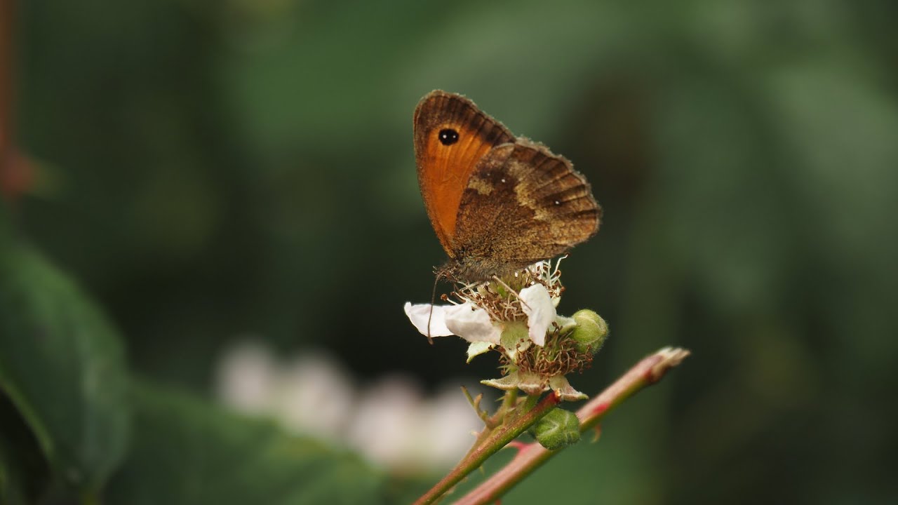 How Trail Runners Can Help Butterflies - YouTube