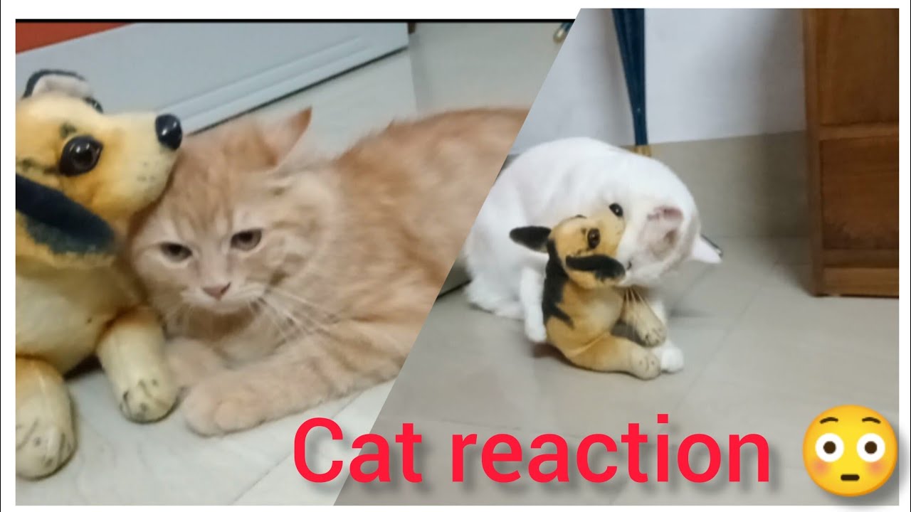 cat reaction.MariyahMeow😺#catlover#funny#pets#animals. - YouTube