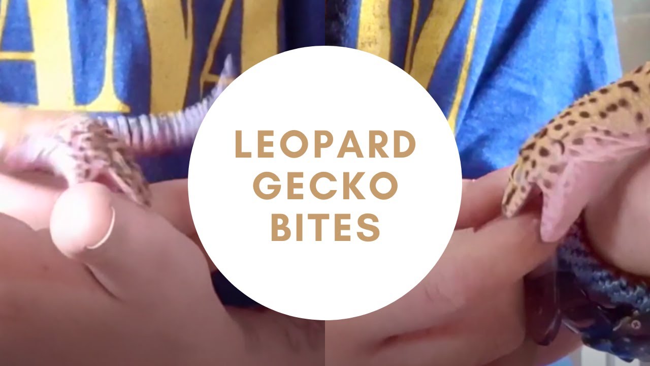 Leopard gecko bites | Everything you need to know - YouTube