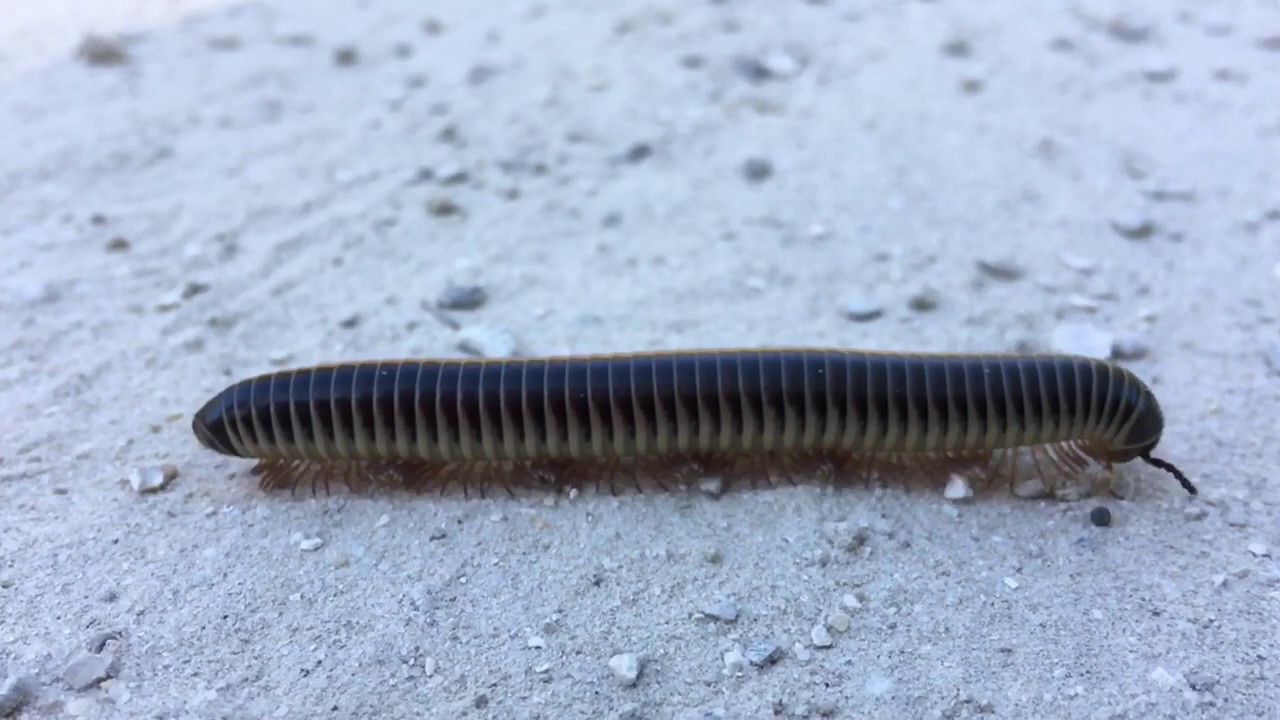 Millipede Crawling, in Slow-Motion - YouTube