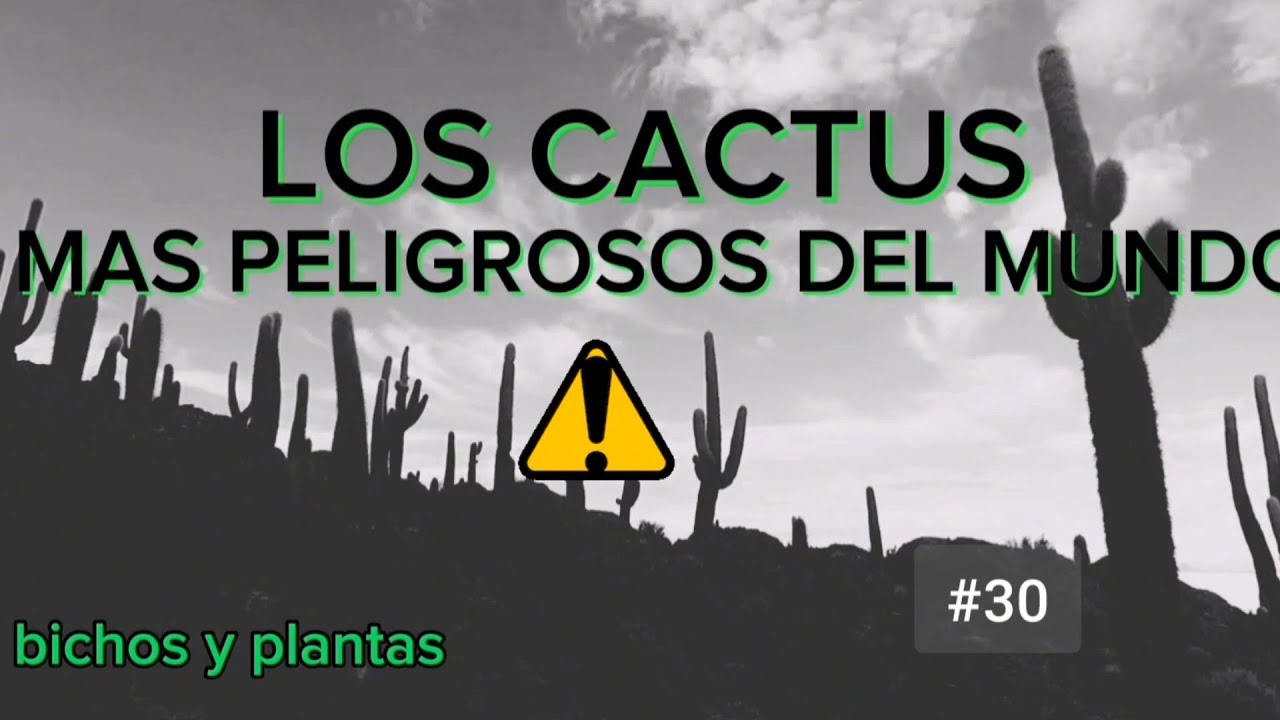 LOS CACTUS MAS PELIGROSOS DEL MUNDO - YouTube