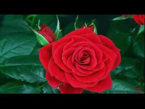 Menali vidyolar(7)